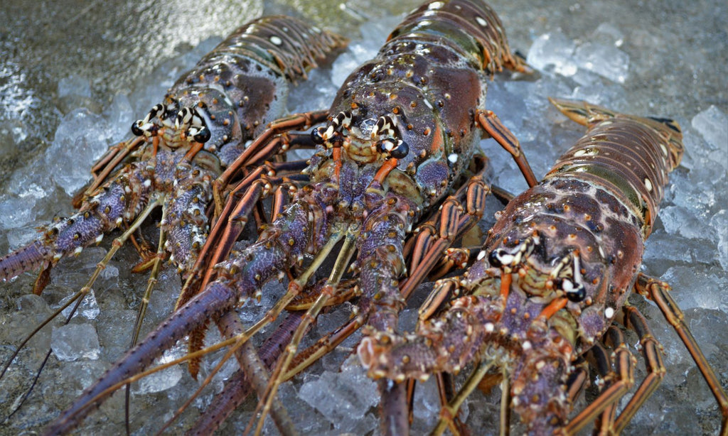 When is Florida Lobster Season? Mini Season & Peak Season Dates